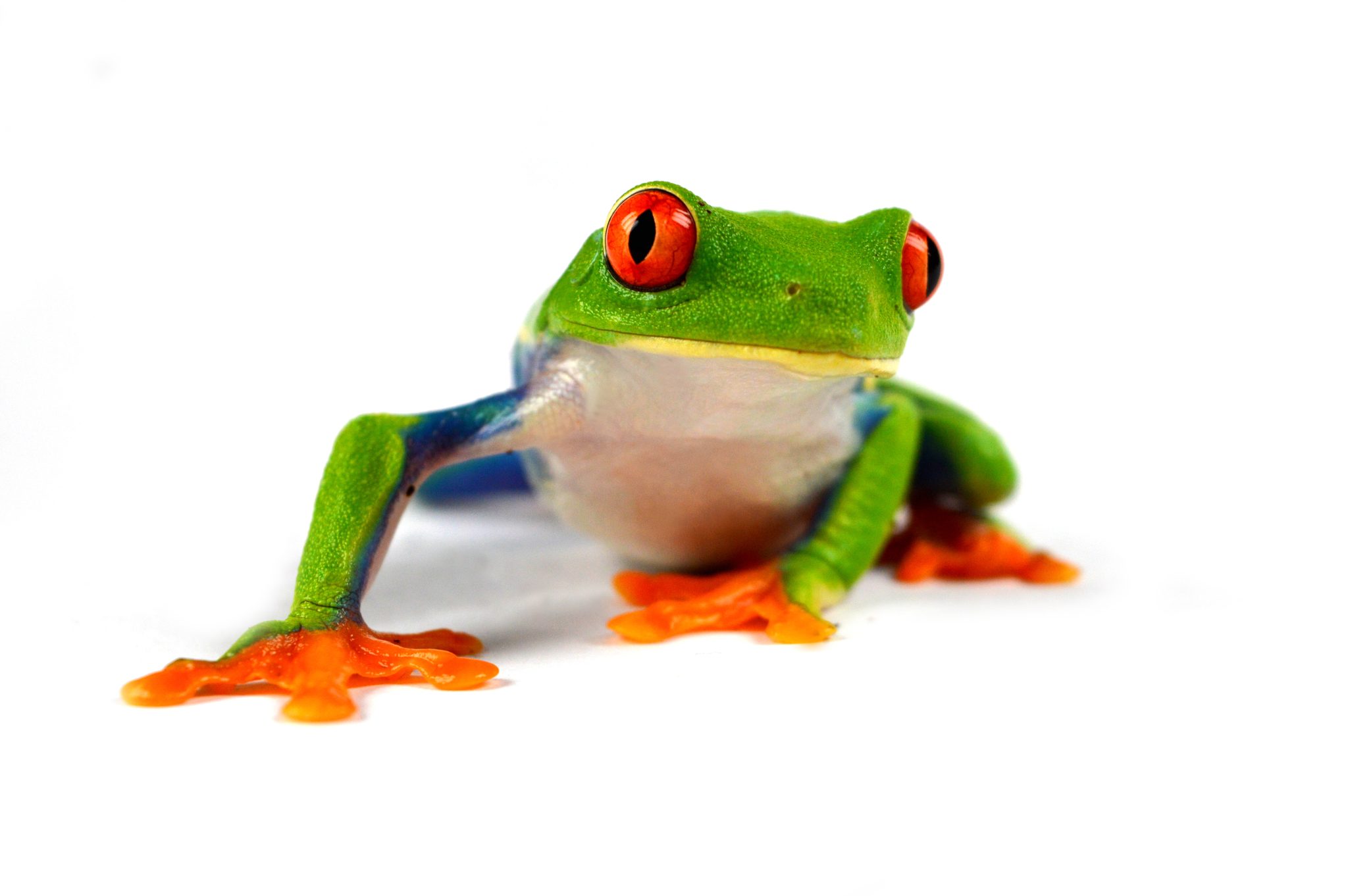 Why Do Frogs Love My Spa? Understanding the Attraction - Pool and Spa Group