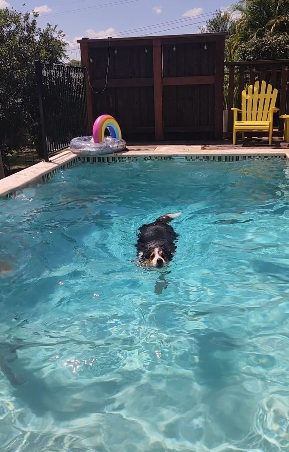 Can I Swim in the Pool With My Pets? - Pool and Spa Group